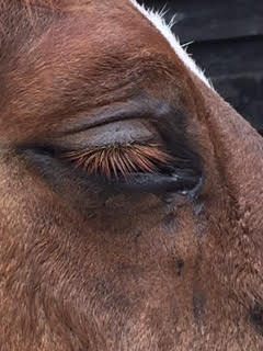 The Story of Archie’s Eye